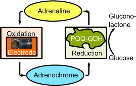 Scheme Of Bioelectrocatalytical Measurement Principle For Amplification Download Scientific