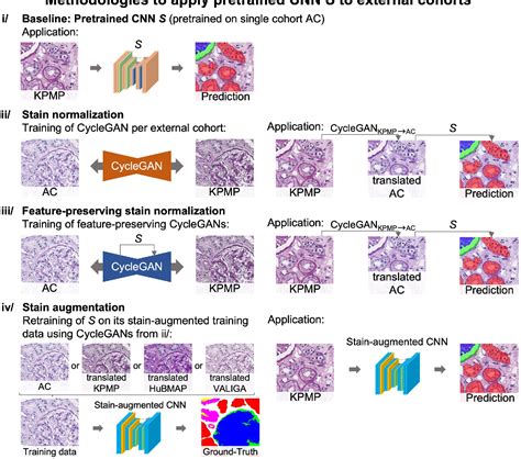 Figure 2 From Tackling Stain Variability Using Cyclegan Based Stain Augmentation Semantic Scholar