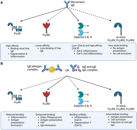 Frontiers On The Complexity Of Ige The Role Of Structural
