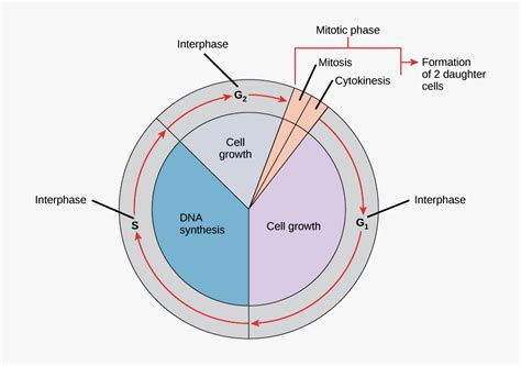Cell Cycle Dna Replication Free Transparent Clipart ClipartKey