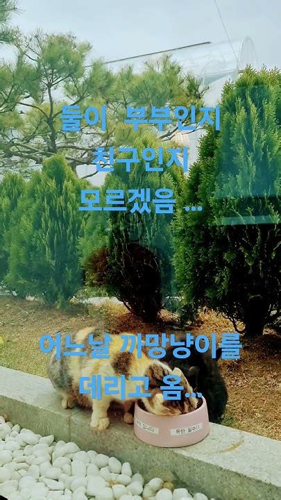 왼쪽에 있는 친구가 카페에서 밥먹는 우리 어느날 까망이를 데리고 와서 같이 밥먹기 시작함 근데 요즘은 밥먹을때마다 저런다