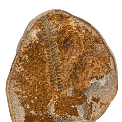 Mazon Creek Fossil Plant 3 92 Mini Museum