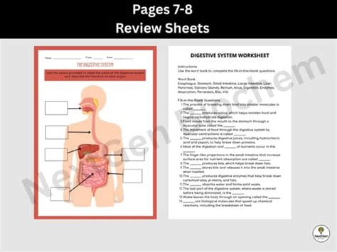 Digestive System Organs and Functions — Review, Labeling, and Practice Sheets