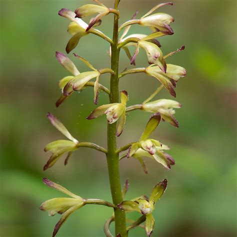 Putty Root Orchid Aplectrum Hyemale Bare Root — Native Plants Unlimited Llc