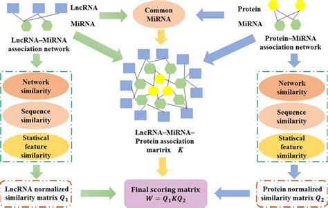 the flowchart of predicting lncrna protein interactions with mirnas as
