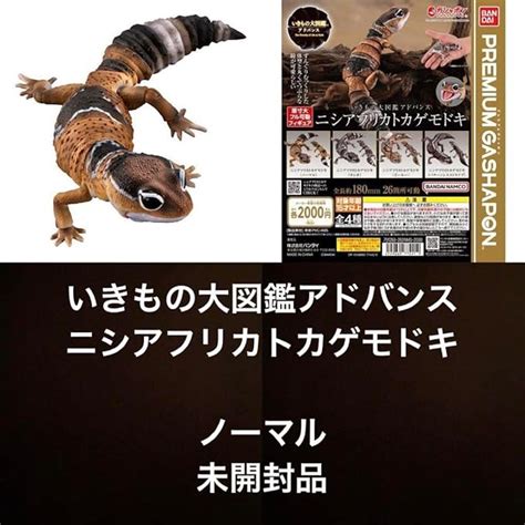 Amazon いきもの大図鑑アドバンス ニシアフリカトカゲモドキ ガチャ ノーマル カプセル玩具 おもちゃ