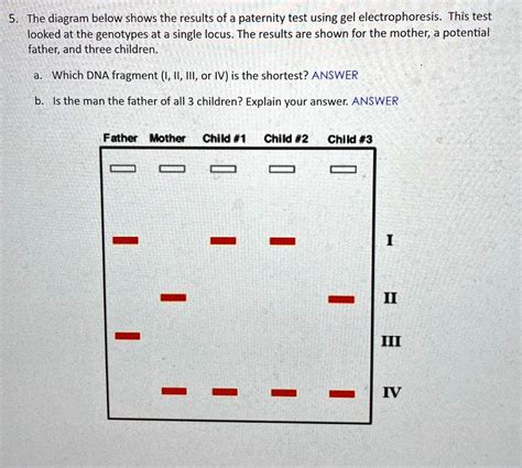 5 the diagram below shows the results of a paternity test using gel