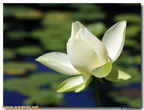 თბილისის ფსიქიკური ჯანმრთელობის კრიზისული სამსახური Tbilisi