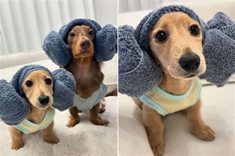 머리에 수건으로 만든 ‘양머리 쓰고 귀여움 폭발 중인 닥스훈트 강아지