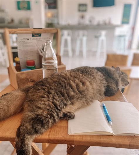 How Do You Prove To Yourself That Youre Awesome During My Coaching… Vanja Kovacevic Acc