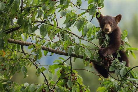 Chilliwack Hope MP Invites Residents To Submit Photos For 2024 Calendar