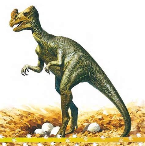 Oviraptor Pictures And Facts The Dinosaur Database