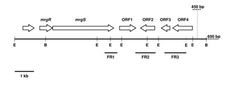 Map Of The MrgRS Locus Of The B Pseudomallei Genome GenBank Accession