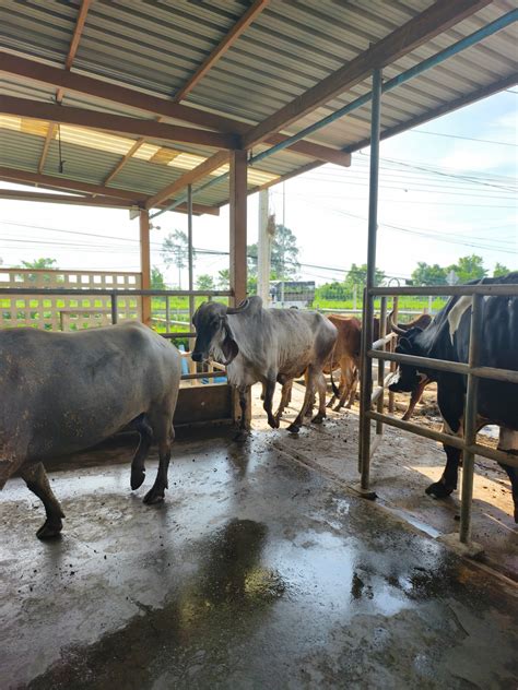 Templeboy ชีวิตเด็กวัด Added Templeboy ชีวิตเด็กวัด