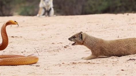 Mongoose Vs Black Mamba Black Mamba