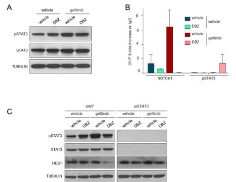 Pstat3 Directly Binds To The Hes1 Promoter And Inhibits Its Expression Download Scientific