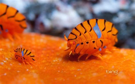 2013 Bing Official Animals And Landscape Hd Wallpapers 19 Wallpaper