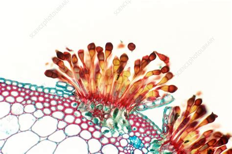 Puccinia Rust Fungus On Wheat Lm Stock Image B275 0053 Science