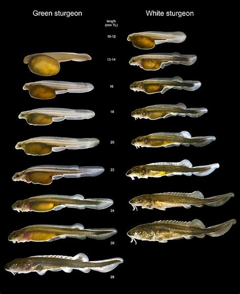 Photo Gallery Guide To The Early Life Stages Greenwhite Sturgeon