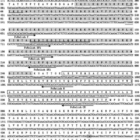The Full Length Cdna Sequence And Its Deduced Amino Acid Sequence The Download Scientific