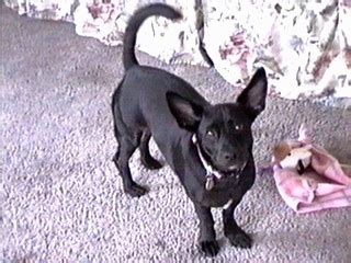 Rat Terrier Dog Breed Pictures 2