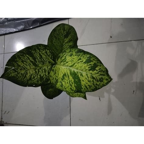 Jual Tanaman Diven Anggun Ayu Shopee Indonesia