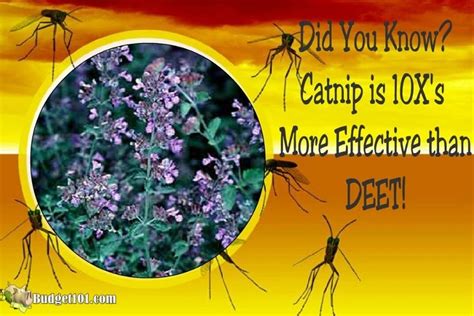 Myo Mosquito Repellant Do It Yourself Mosquito Repellent Recipes