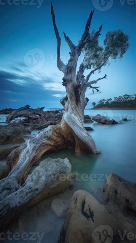 A Dry Tree In Australia Landscape Photograph Generative AI Stock Photo At Vecteezy