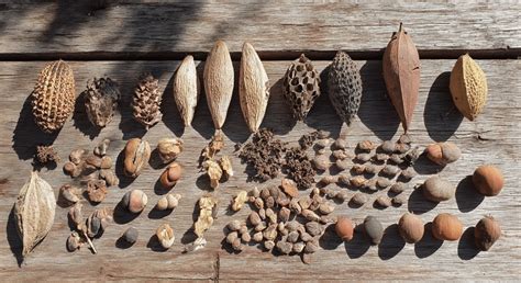 How To Get Better At Tree Seed Pods Identification Seed Sheets