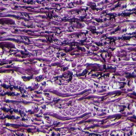 Elastic Connective Tissue Slide