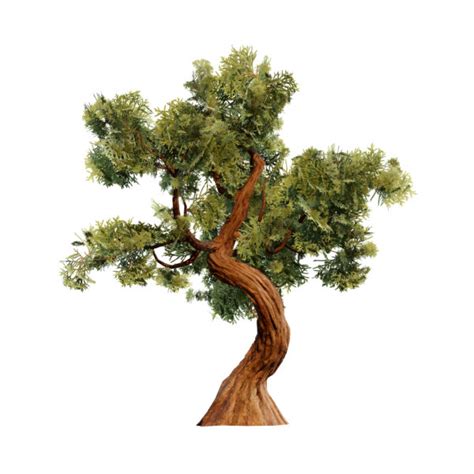Spiral Juniper Tree 3d Model