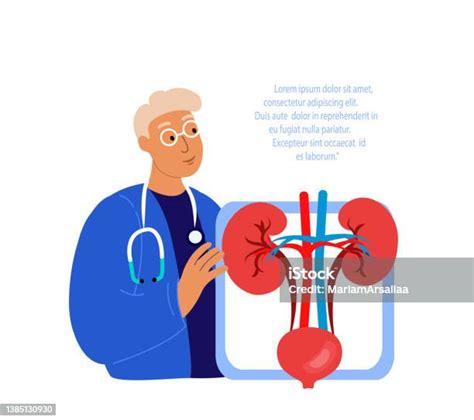 의사 신장학자 과학자 검사 염증 신장 진단 신장 신장 신장 손상 디지털 치료nephatony 연구 시험임상 조사의료 위원회 진단 벡터 플랫 콩팥 내부 기관에 대한 스톡 벡터