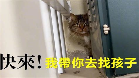 二个月后在捡到小猫的地方发现了长得一模一样的大猫绝对是他妈妈带走 YouTube