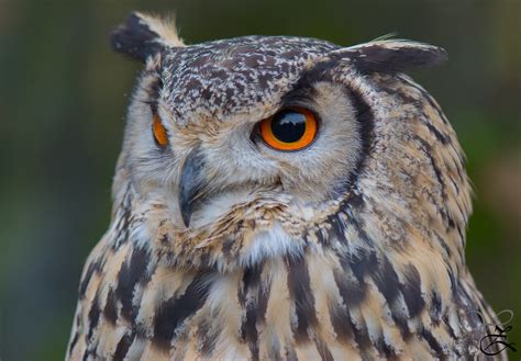 12 2 2017 26 Yvonne Van Noije Flickr