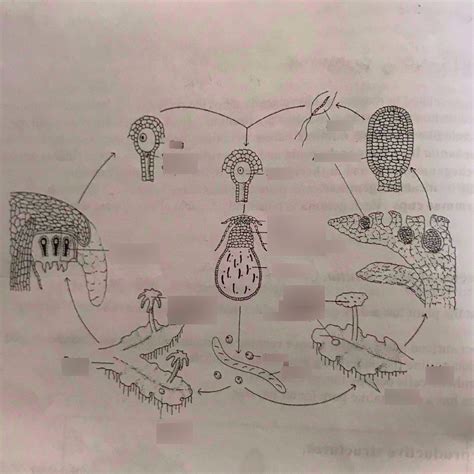 Life Cycle Of Liverwort Diagram Quizlet