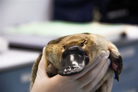 Platypus Archives Australian Geographic