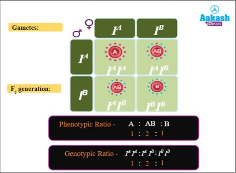 Multiple Allelism In Biology Definition Types And Importance Of Multiple Allelism Aesl