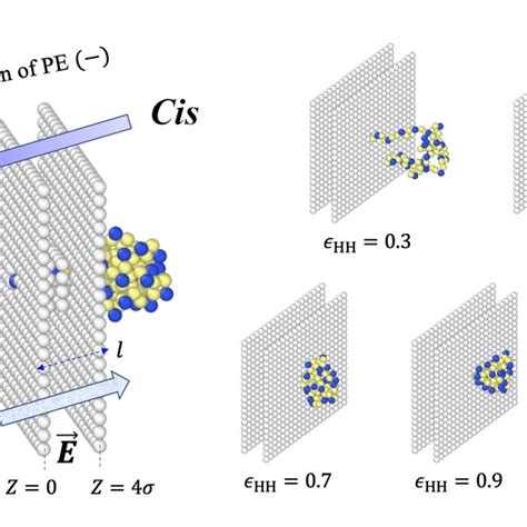 Schematics Of The Translocation Process A Bilayer Membrane Of