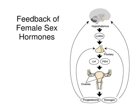 Ppt Endocrinology The Study Of Hormones Powerpoint Presentation