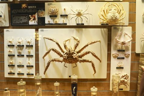 蟹标本图片素材 蟹标本设计素材 蟹标本摄影作品 蟹标本源文件下载 蟹标本图片素材下载 蟹标本背景素材 蟹标本模板下载 搜索中心