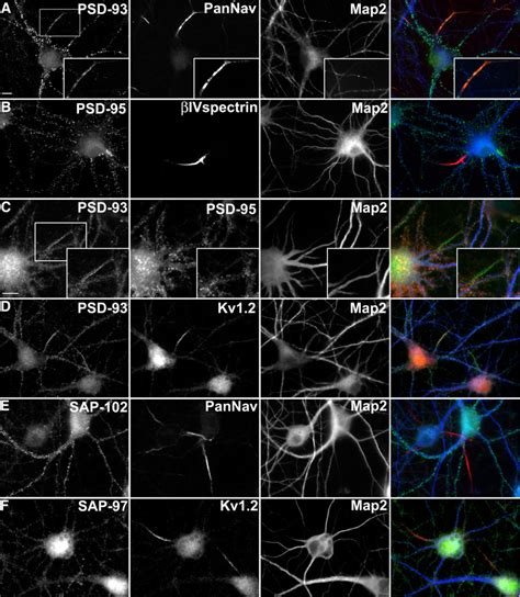 Psd 93 But Not Psd 95 Is Enriched At The Ais Of Cultured Hippocampal