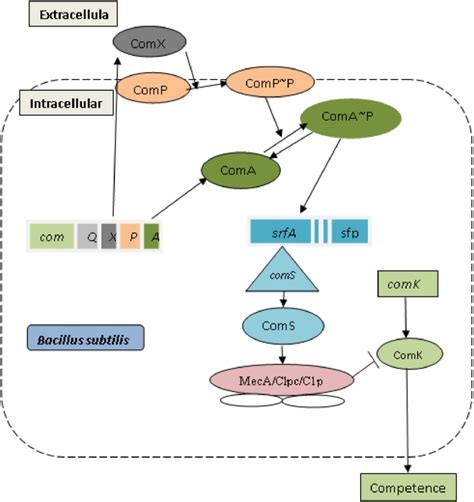 Molecular Genetics Of Surfactin And Its Effects On Different Sub Populations Of Bacillus