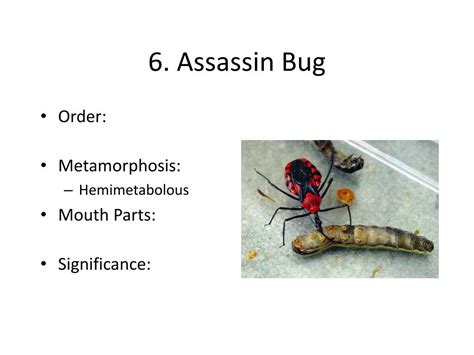 Ppt Entomology Practice Powerpoint Presentation Free Download Id