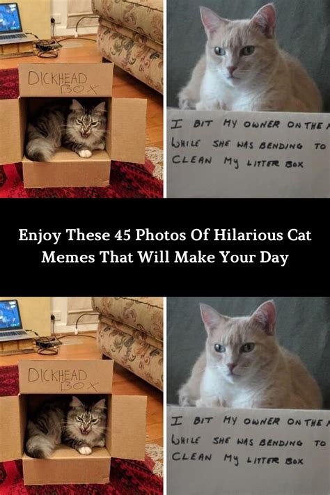 Two Cats Sitting In Boxes With The Caption Enjoy These 45 Photos Of