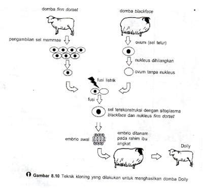 Kloning Bukan Sekedar Materi