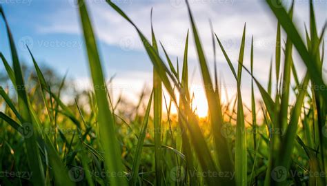Close Up Green Grass Blades With Sunlight Shining Through At Sunrise
