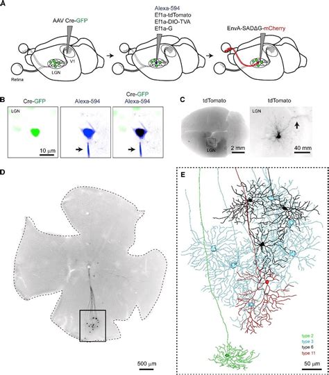 michael c wu on linkedin single cell initiated transsynaptic tracing