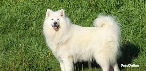 Samoyed Temperament And Personality Traits Pets Online