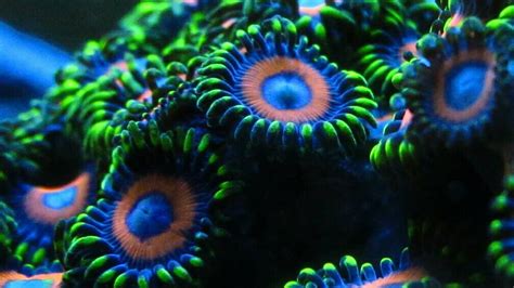 Zoa Spiders Page 2 Reef2reef