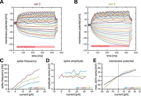 Figures And Data In The Cellular Architecture Of Memory Modules In